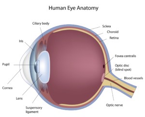 The Anatomy and working of the Eye - Charl Laas Optometrists